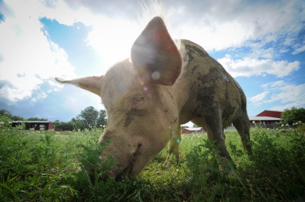 L'intelligence du cochon - Actualités - PETA France