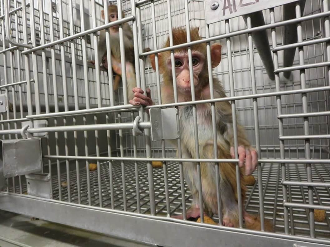 Que faire pour la Journée pour les animaux dans les laboratoires