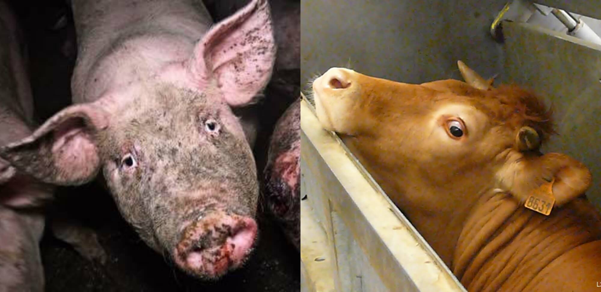 5 façons simples et rapides d'aider les animaux en un clic - Actualités ...