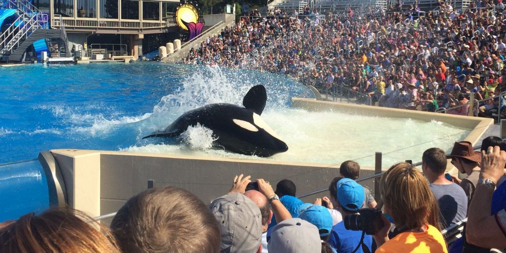 RIP : Kayla est la 42ème orque à mourir chez SeaWorld - Actualités ...