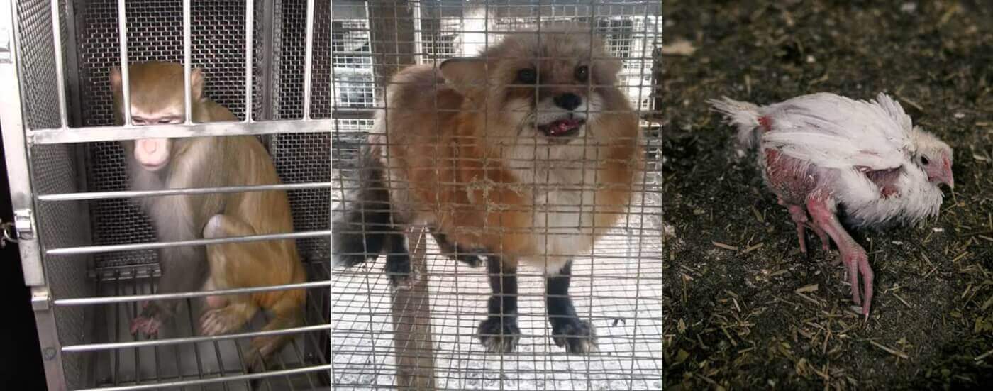 PETA ne ralentit pas ses missions car les animaux ont encore besoin de ...
