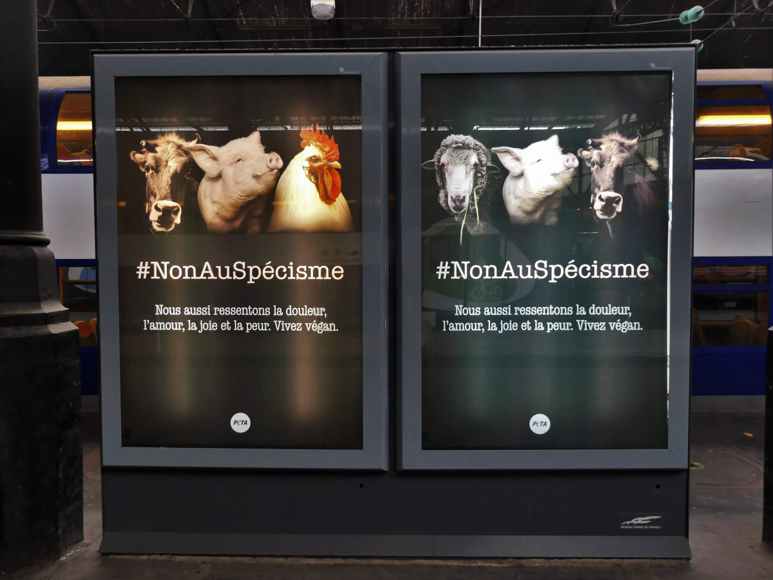 Journée mondiale pour la fin du spécisme : des trios d’animaux ...