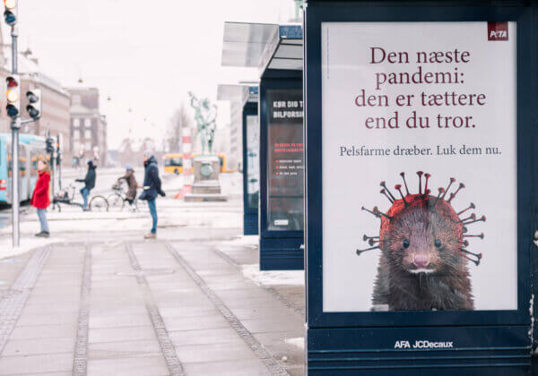 Pour une Éthique dans le Traitement des Animaux (PETA) : droits des ...