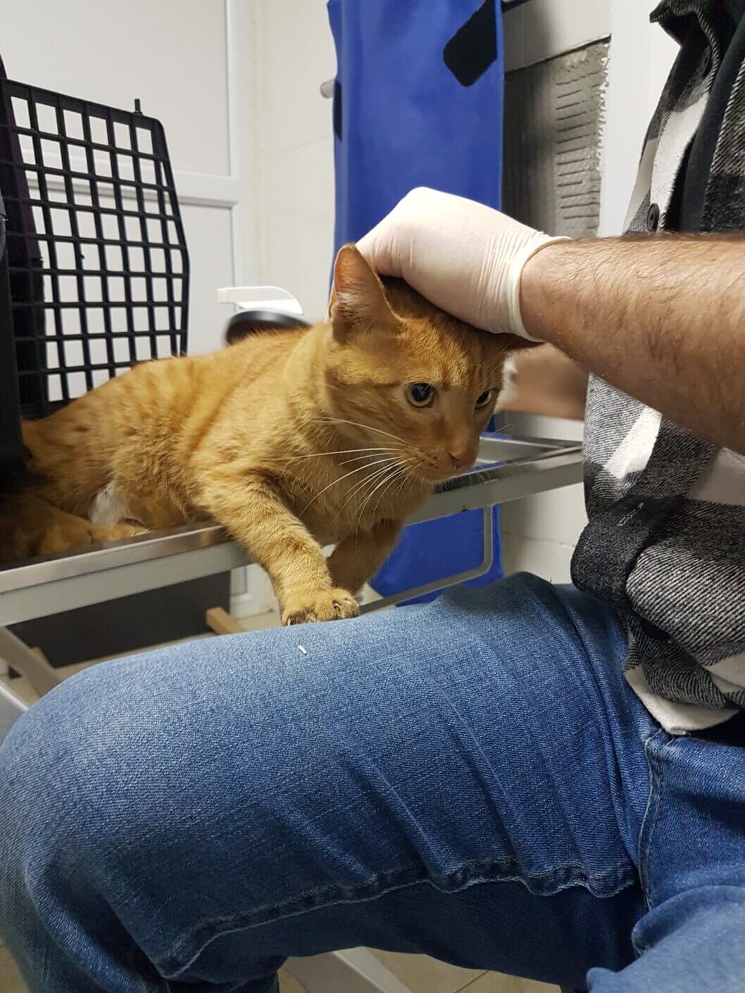 EN DIRECT : suivez la mission de PETA en Turquie pour sauver des ...