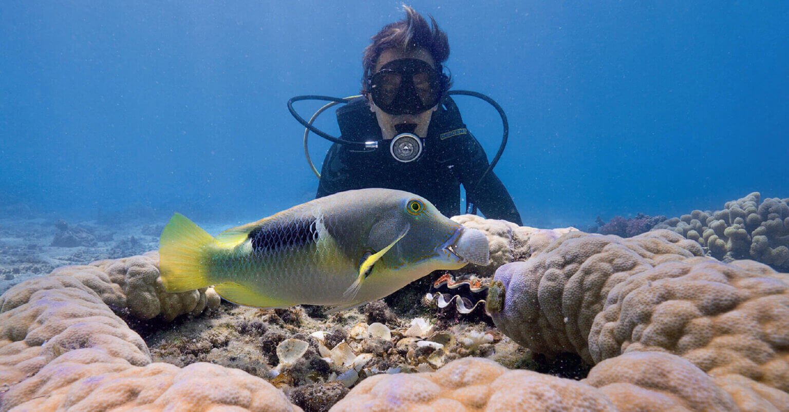 « La Petite Sirène » nous montre à quel point les poissons sont ...