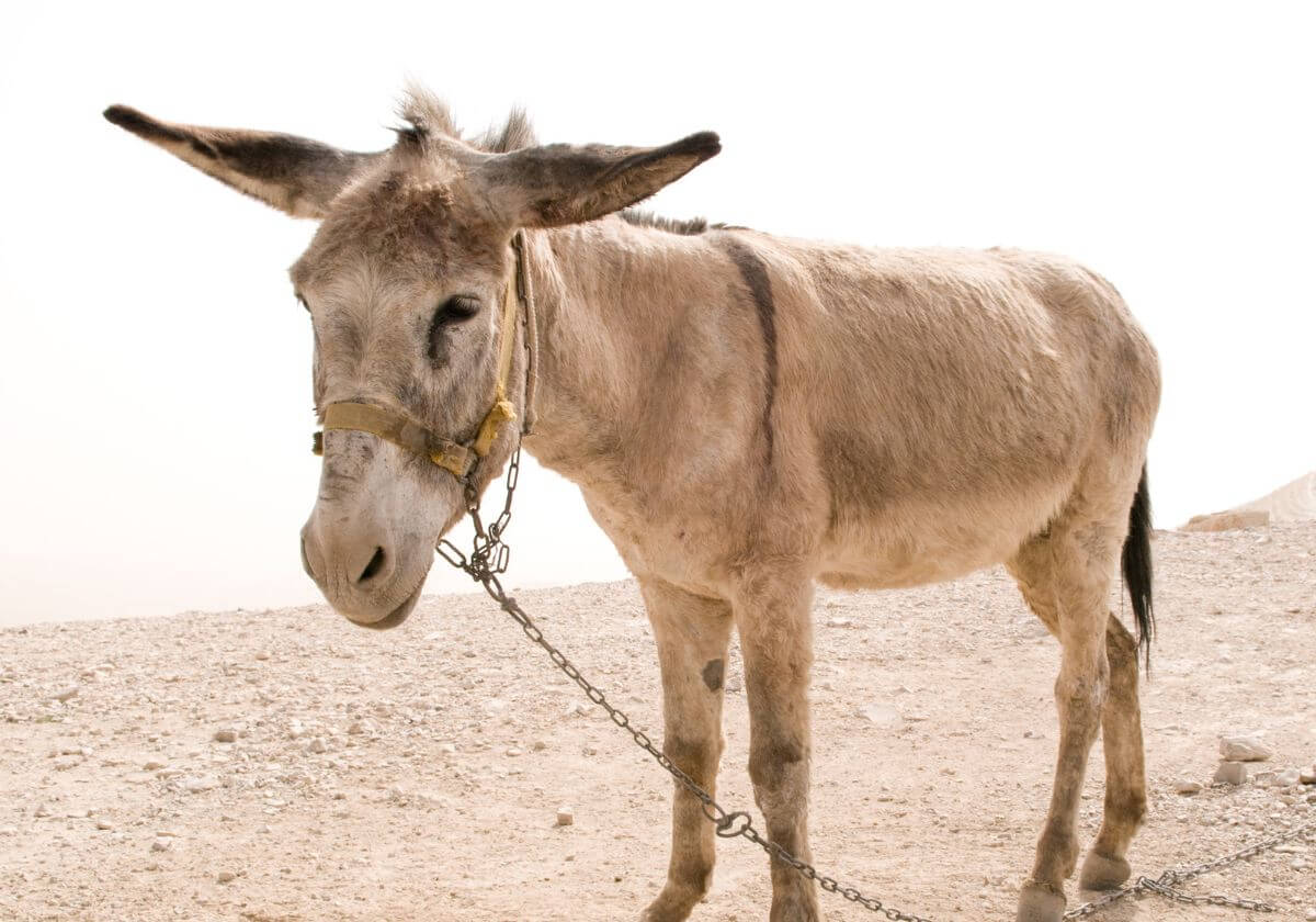 PETA demande une aide aux animaux à Gaza - Actualités - PETA France
