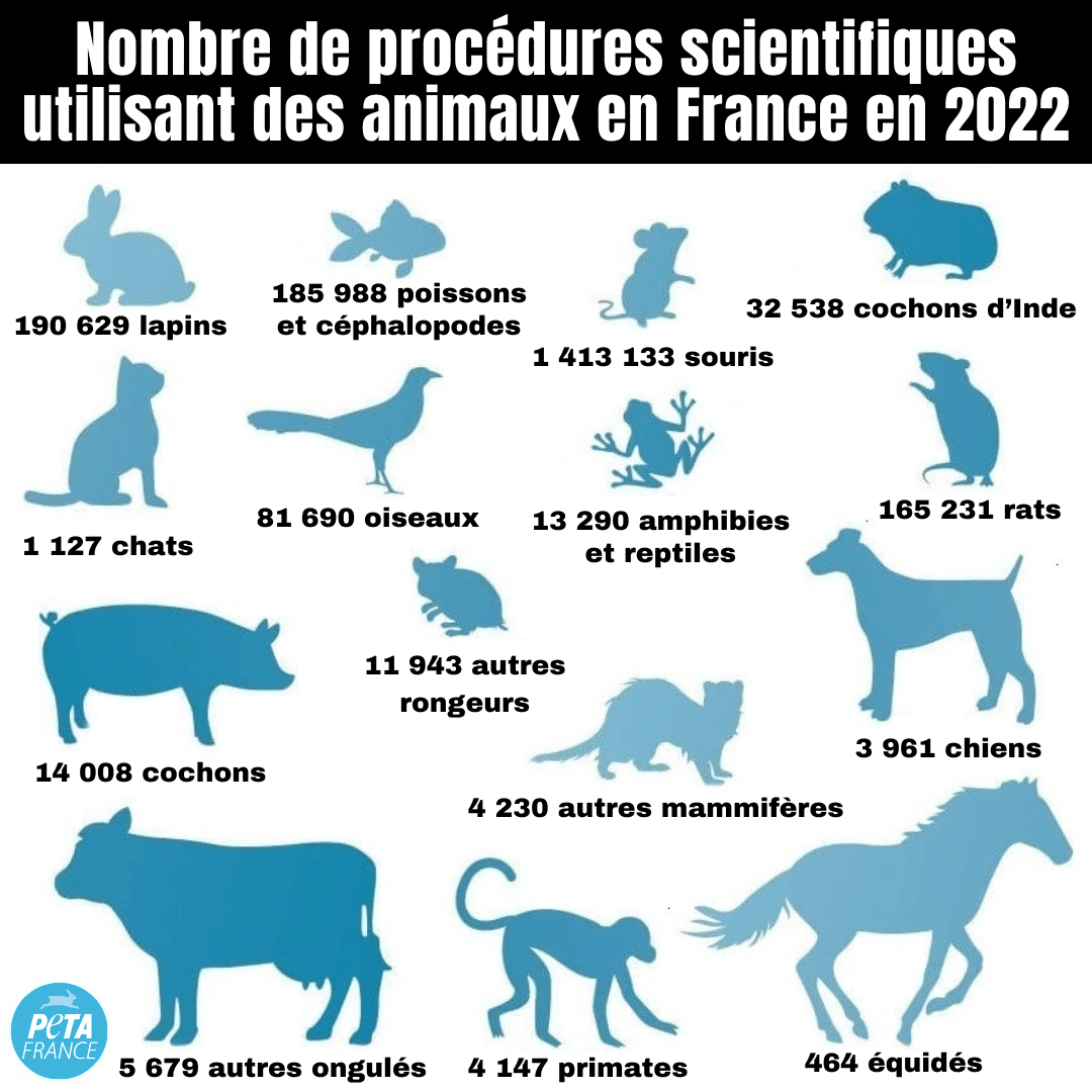 2 millions de procédures effectuées sur les animaux - Actualités - PETA ...