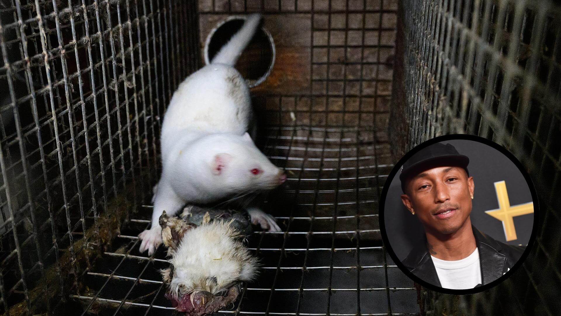 Pharrell Williams, indigne de la Légion d'honneur – PETA France