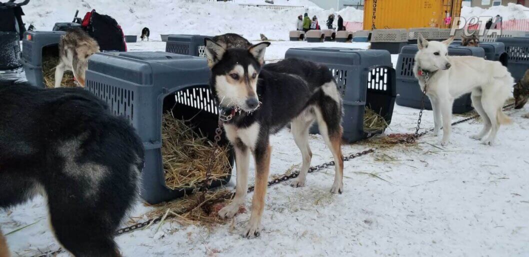 Balades en chiens de traîneaux : 5 choses à savoir - PETA France