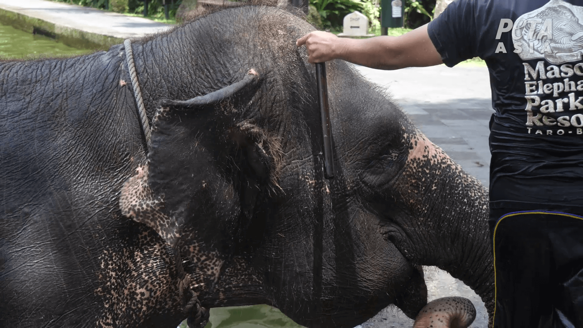 Des éléphants négligés et maltraités à Bali – PETA France