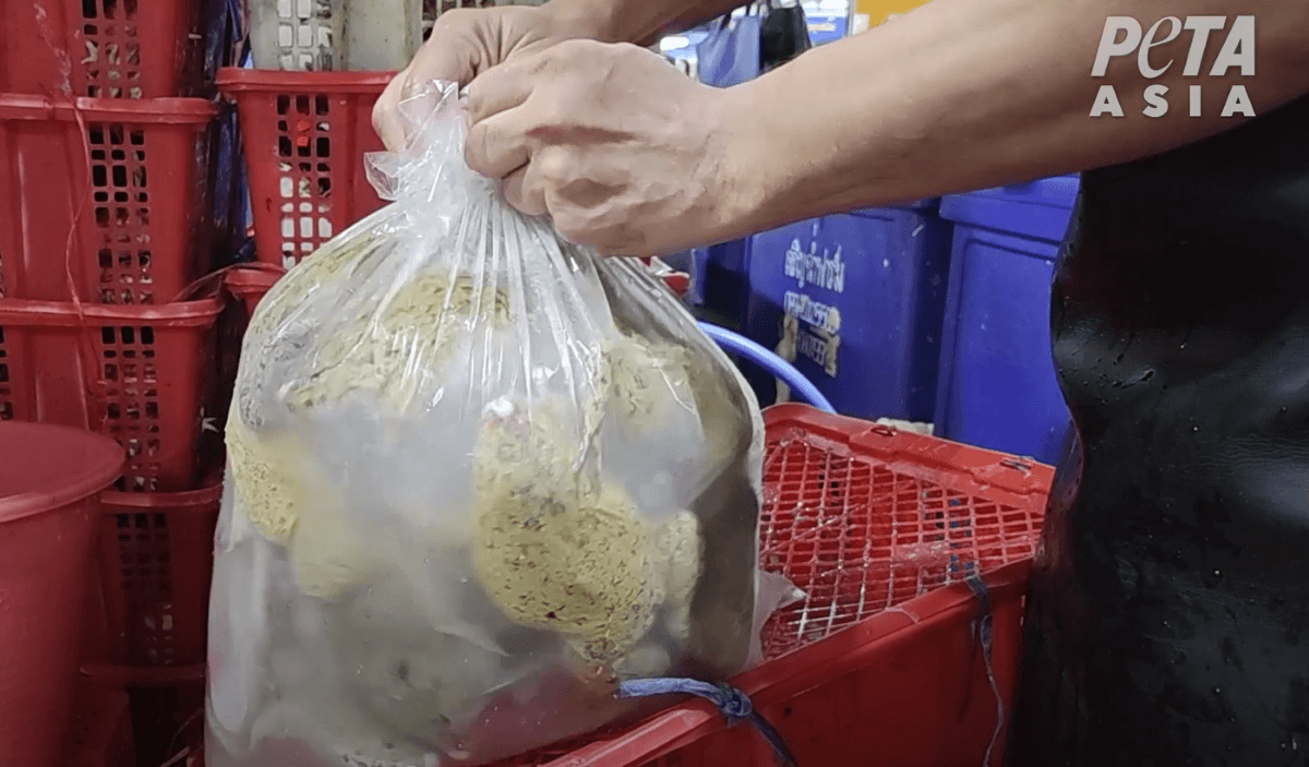 Des grenouilles coupées en morceaux et à l’agonie - PETA France