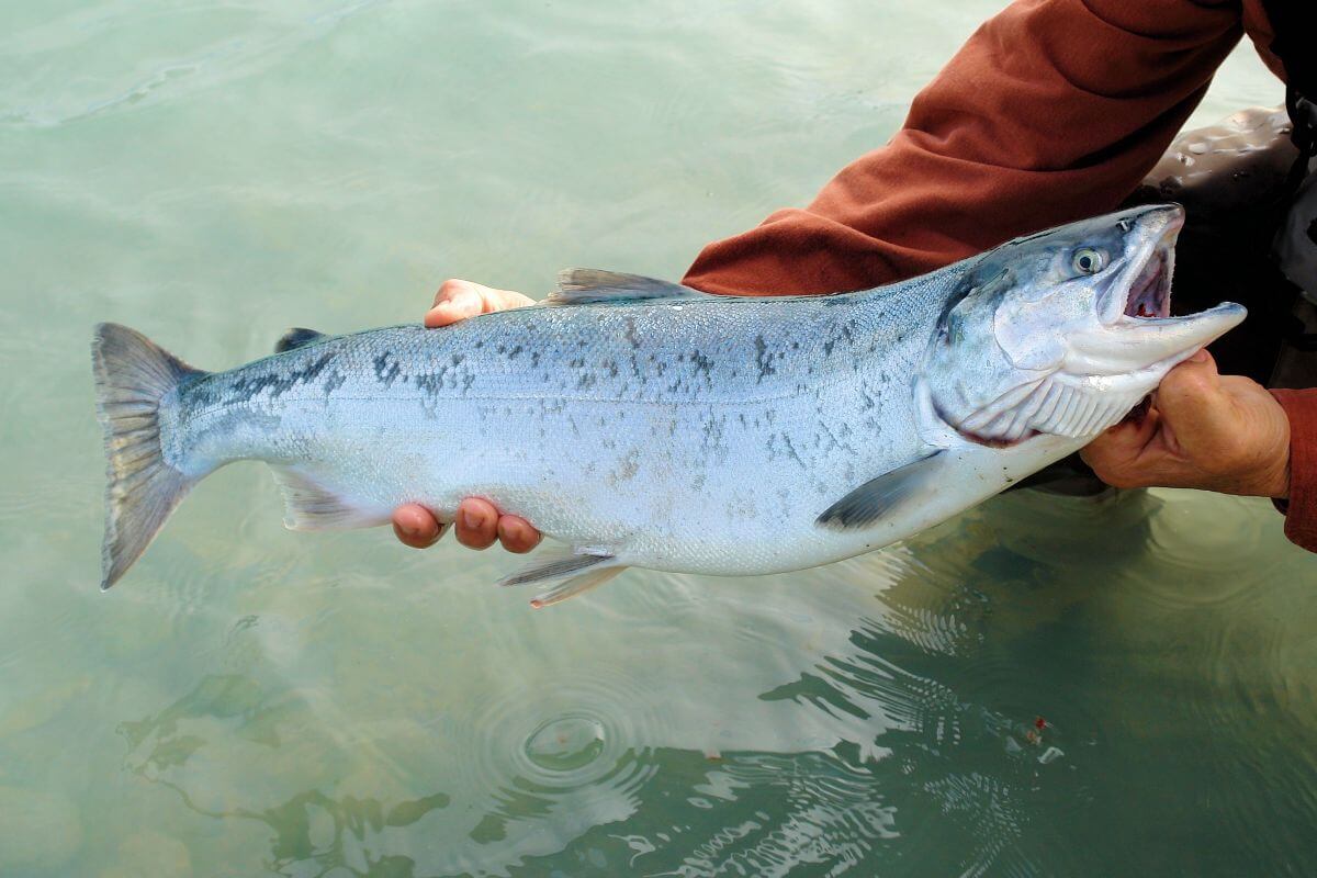 Saumon en France, maladie et cruauté en Écosse – PETA France